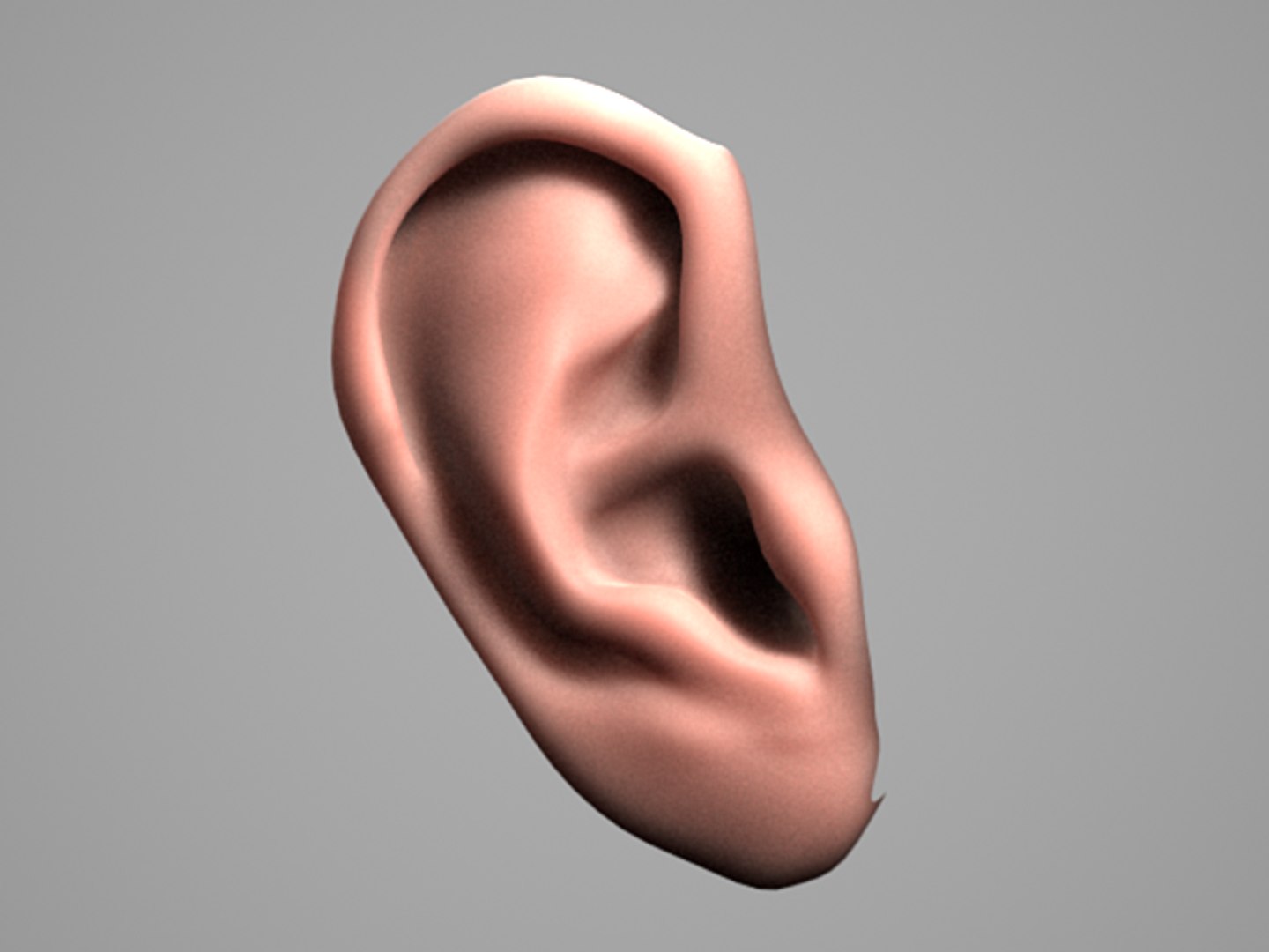 3d model photoreal human ear
