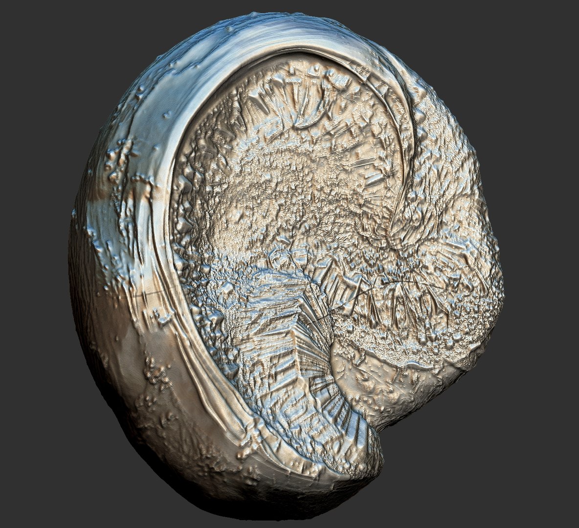 Colorfull Seashell Pack 3D model - TurboSquid 2176957