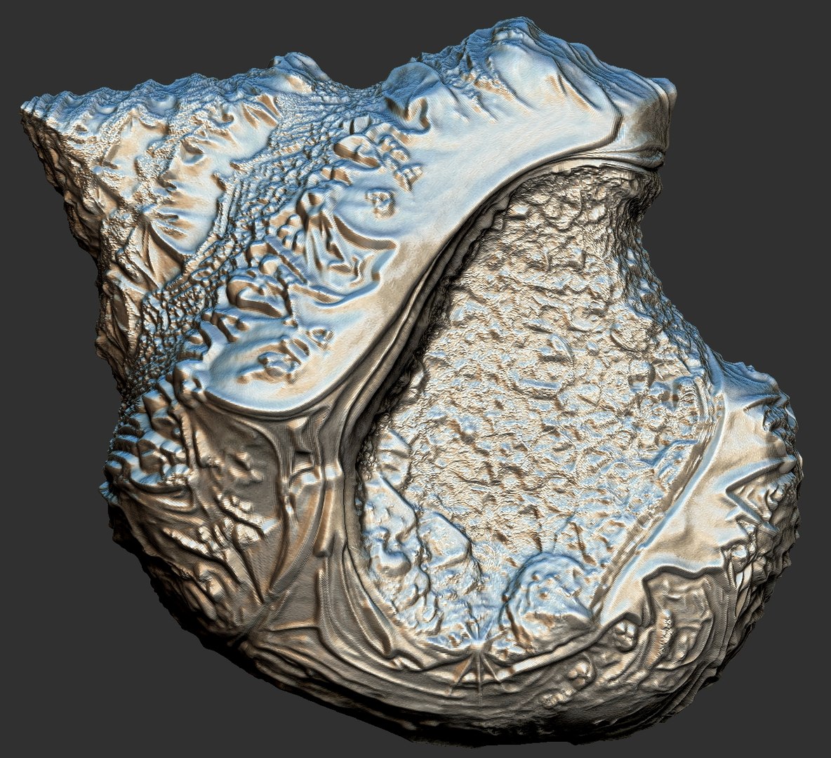 Colorfull Seashell Pack 3D model - TurboSquid 2176957