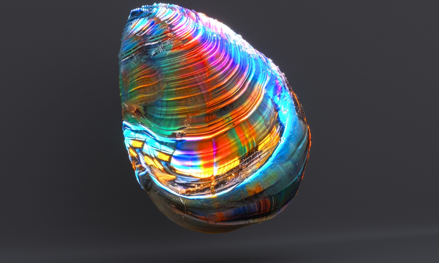 Colorfull Seashell Pack 3D model - TurboSquid 2176957