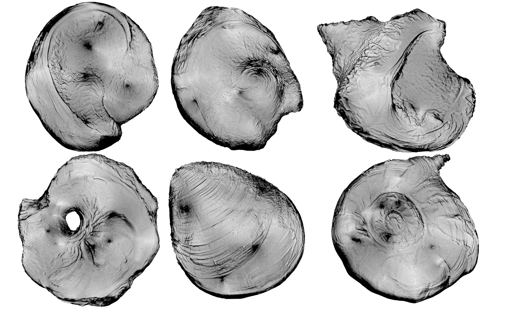 Colorfull Seashell Pack 3D model - TurboSquid 2176957