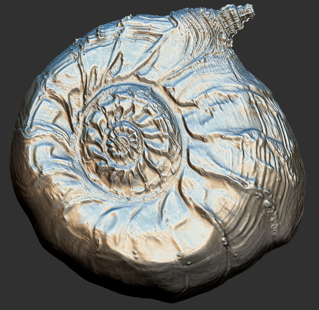 Colorfull Seashell Pack 3D model - TurboSquid 2176957