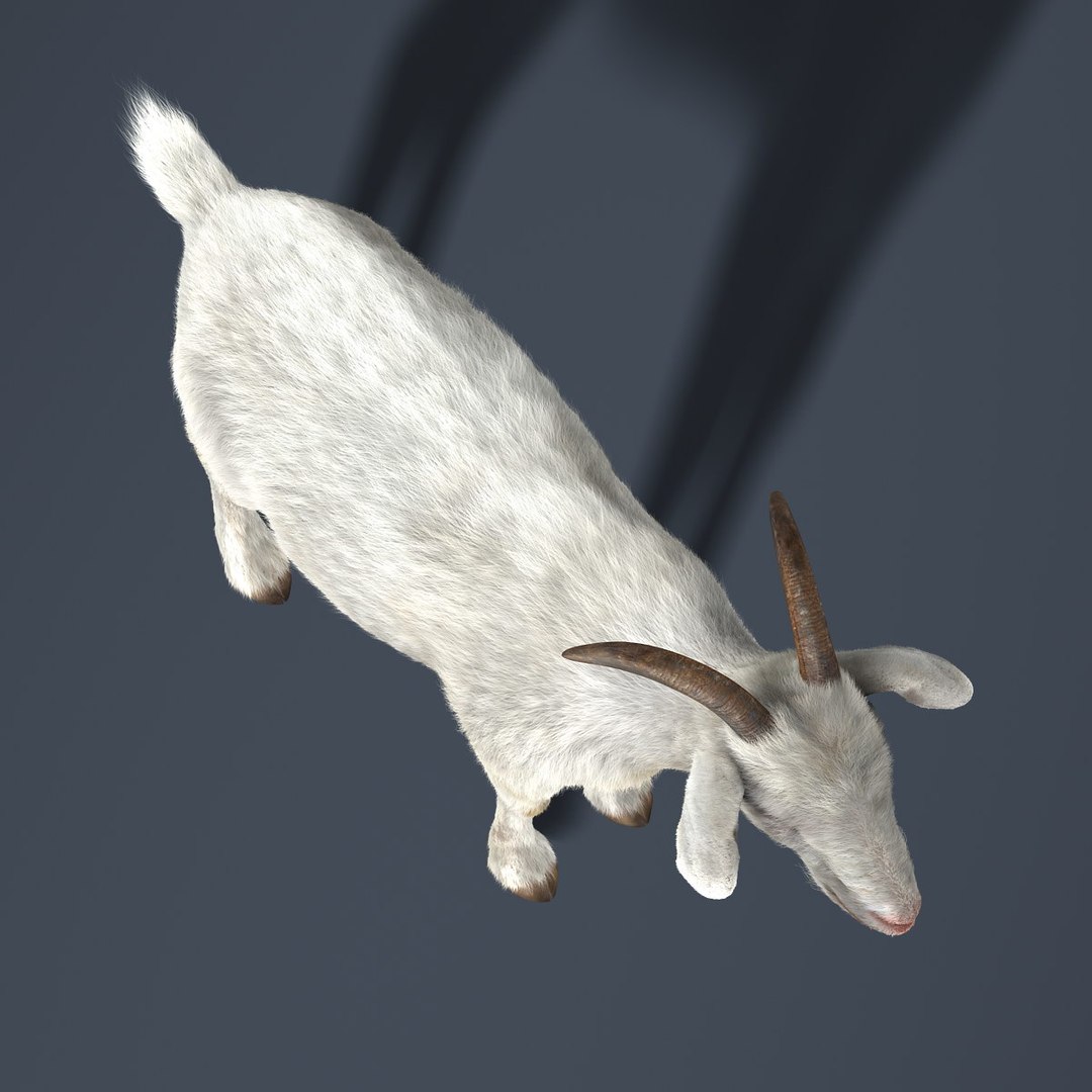 Goats Fur 3d Obj