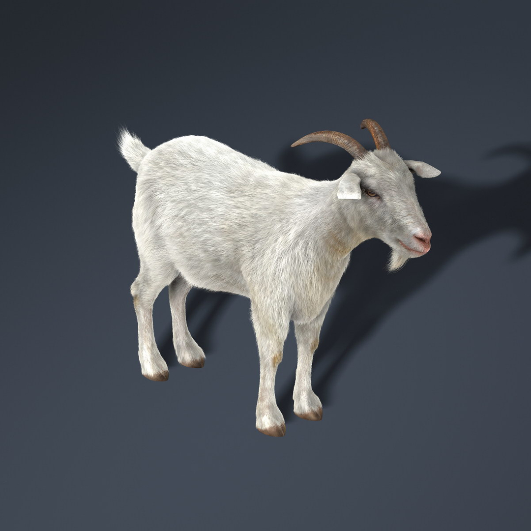 Goats Fur 3d Obj
