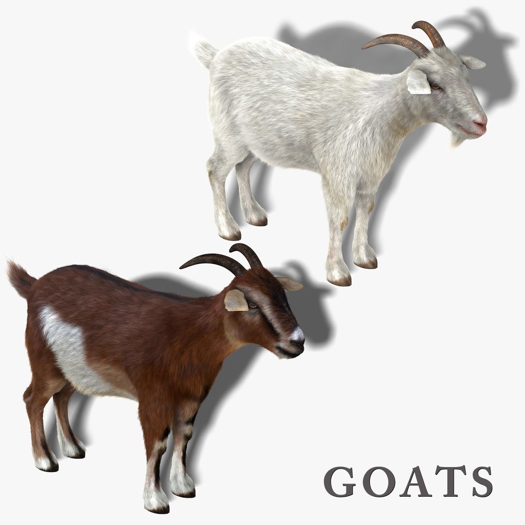 Goats Fur 3d Obj