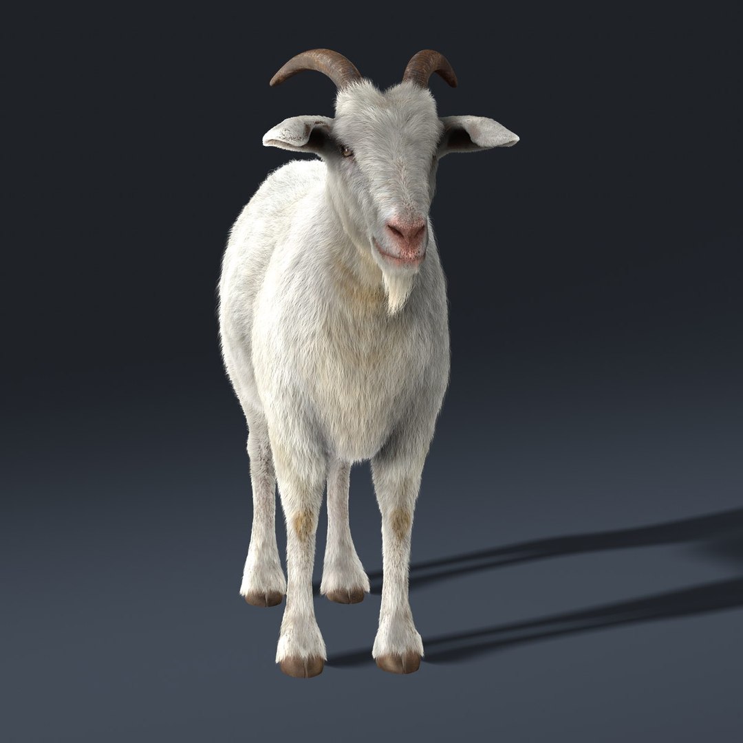 Goats Fur 3d Obj