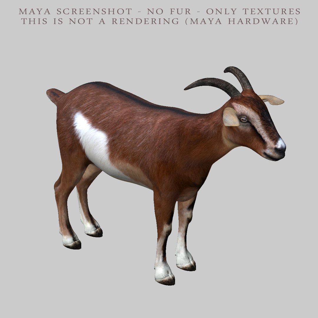 Goats Fur 3d Obj