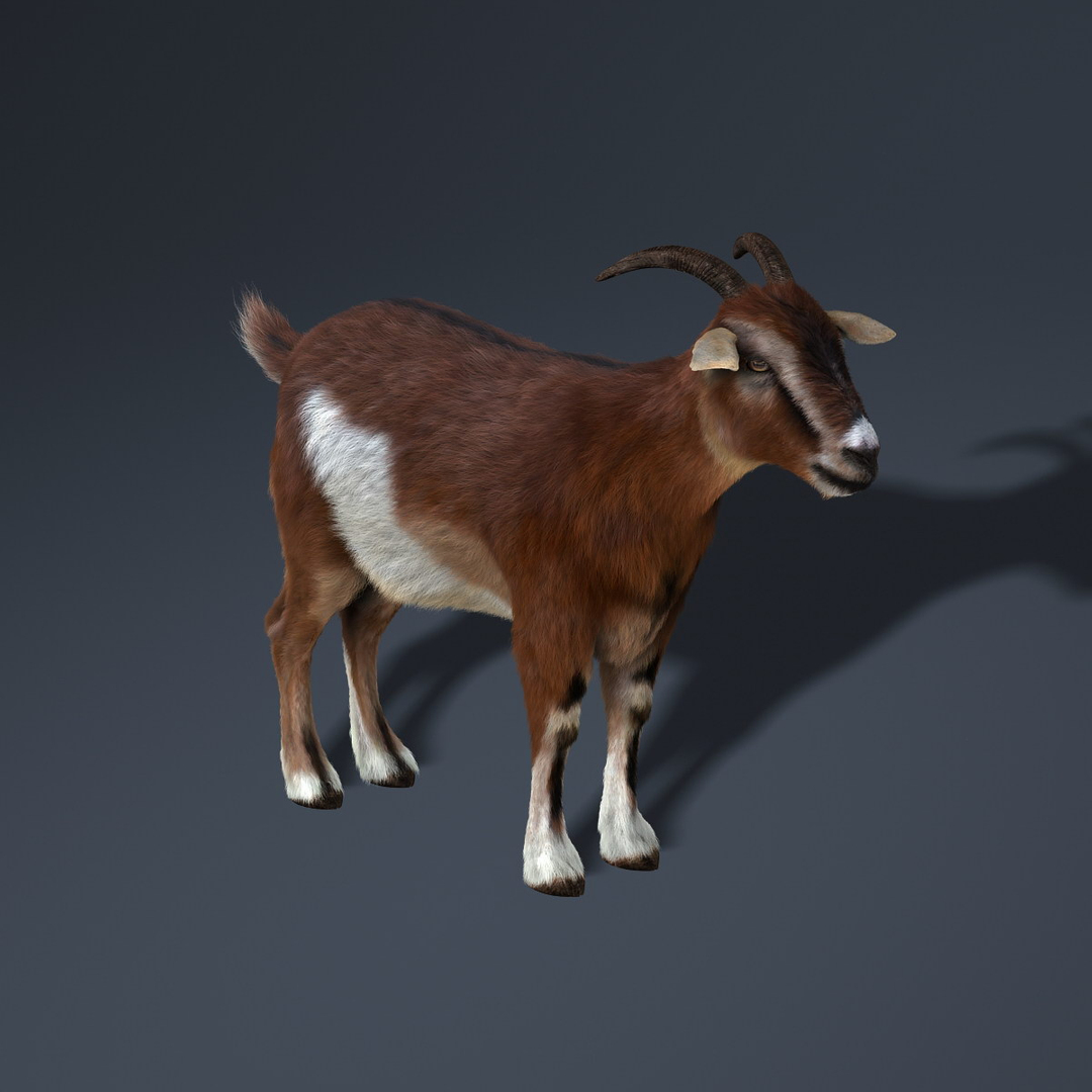 Goats Fur 3d Obj