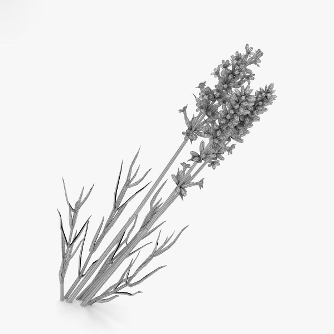 3D Lavender Model - TurboSquid 1411038