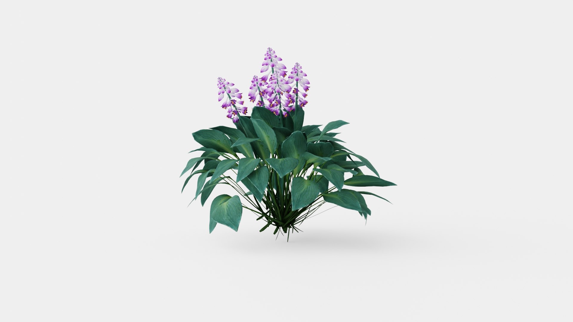 Hosta Tardiana Halcyon Bladlilje 3D Model - TurboSquid 2249101
