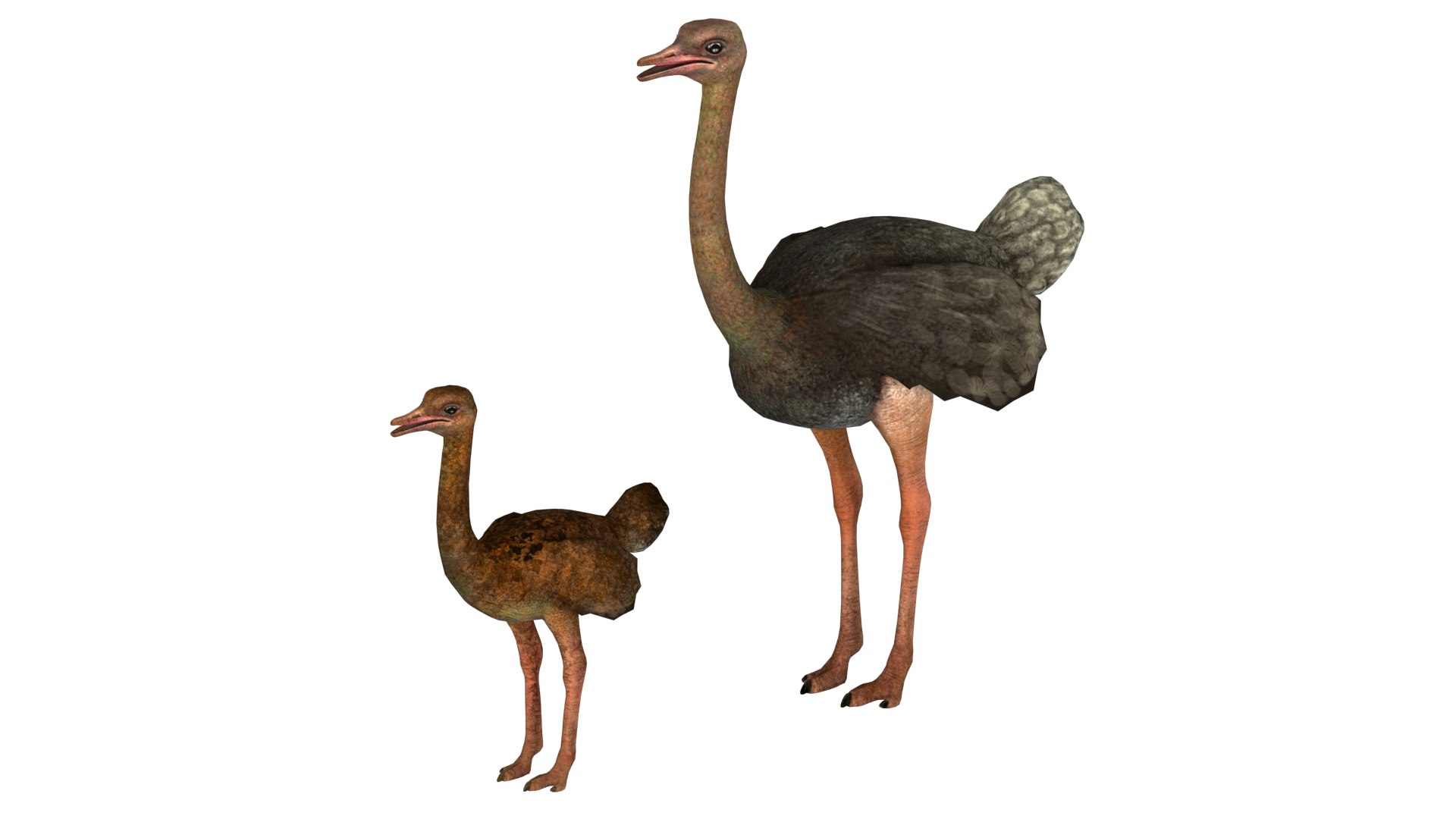 Ostrich Low-poly 3D Model - TurboSquid 1463492