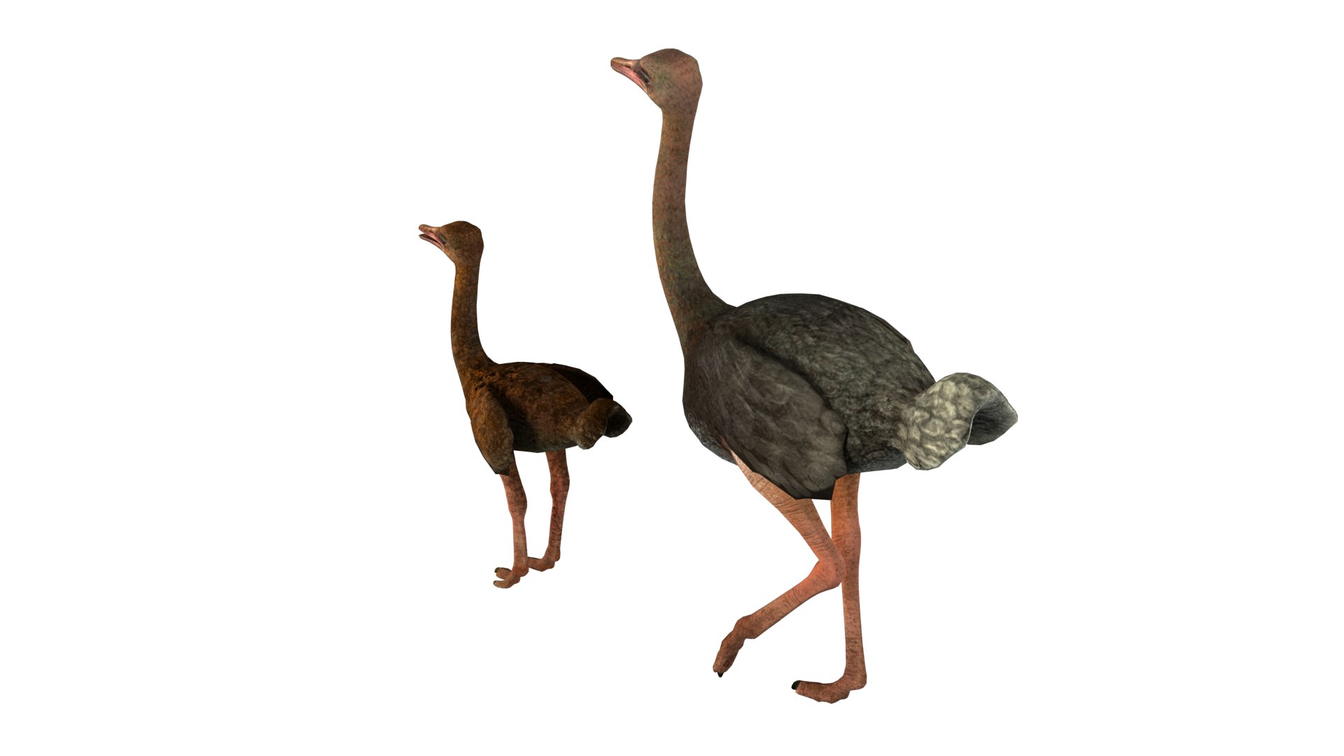 Ostrich Low-poly 3D Model - TurboSquid 1463492