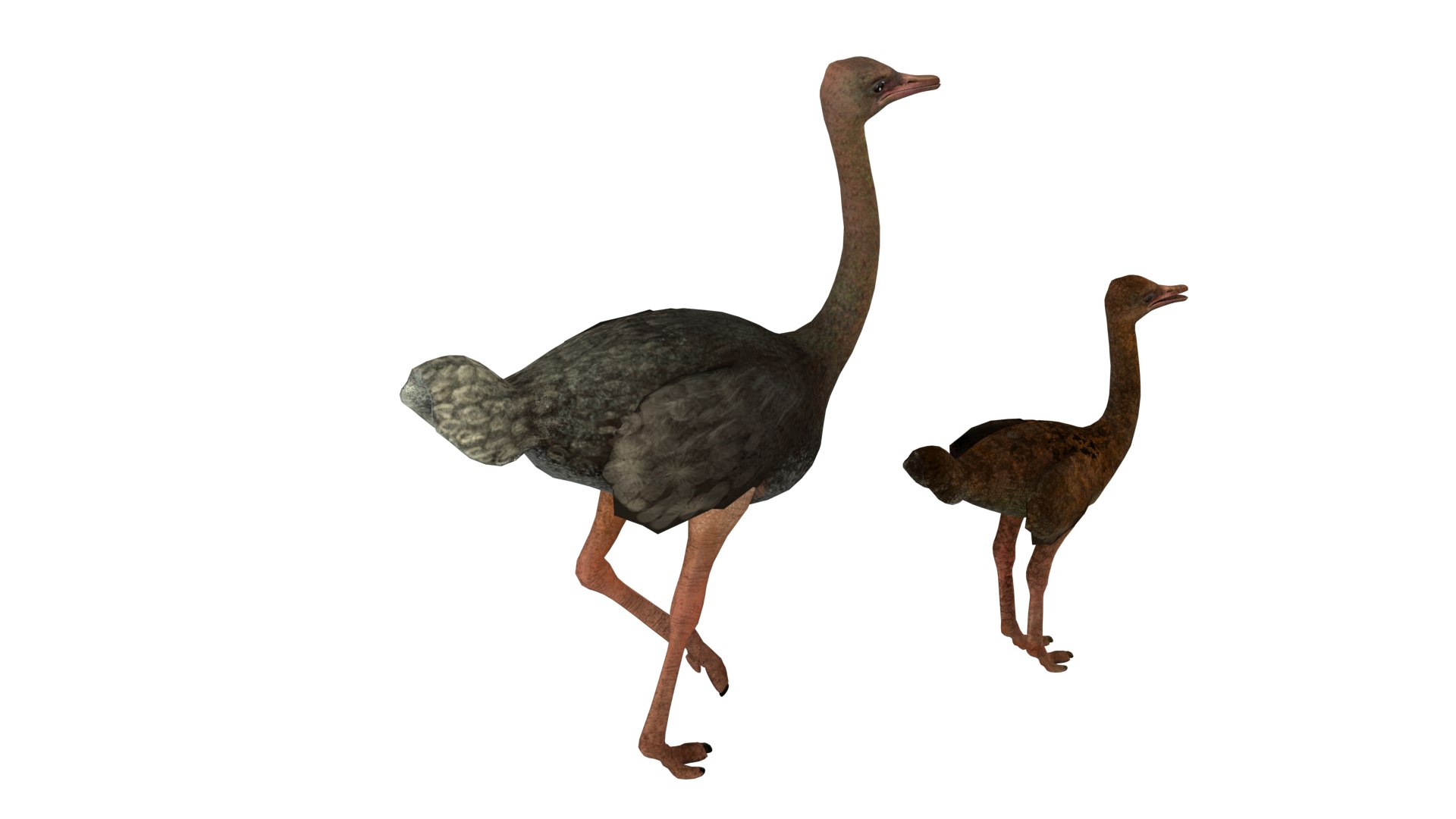 Ostrich Low-poly 3D Model - TurboSquid 1463492
