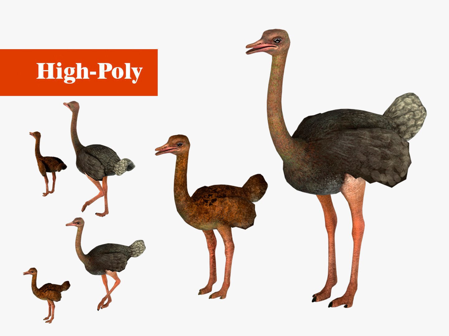 Ostrich Low-poly 3D Model - TurboSquid 1463492