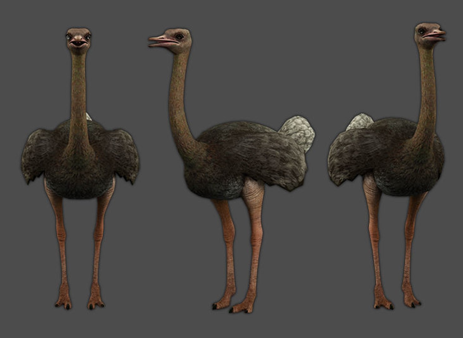Ostrich Low-poly 3D Model - TurboSquid 1463492