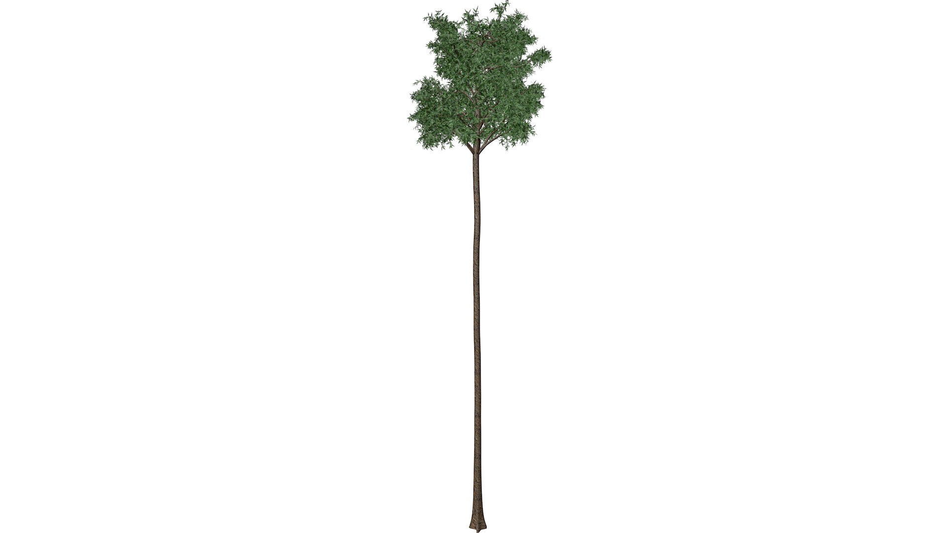 Flooded Gum Tree - 02 - 3D - TurboSquid 2375878
