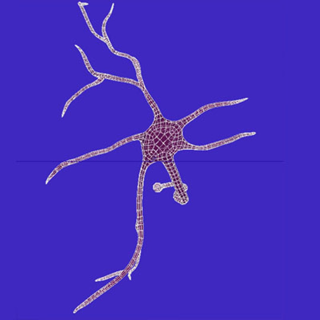 Fly Neurons Synapses 3d Model
