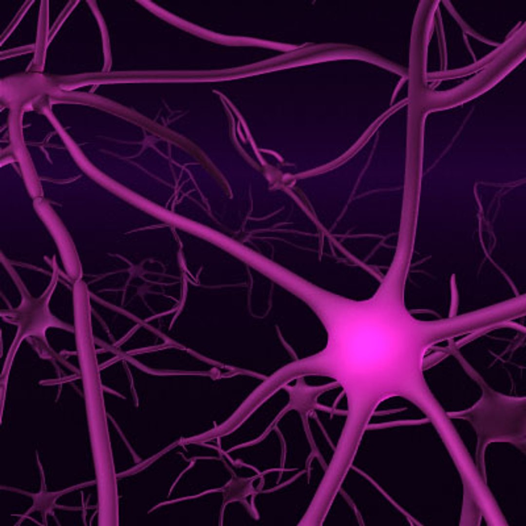Fly Neurons Synapses 3d Model