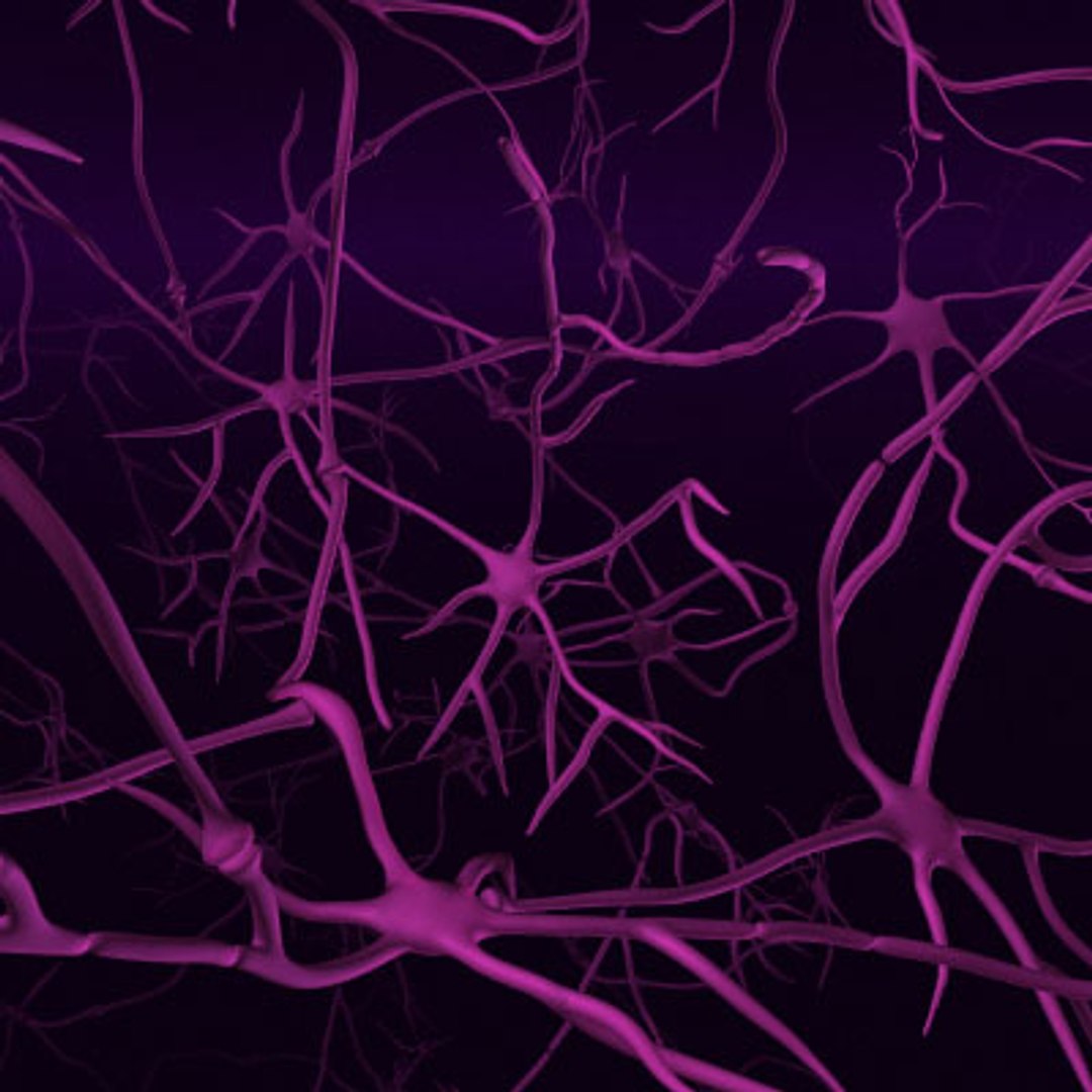 Fly Neurons Synapses 3d Model