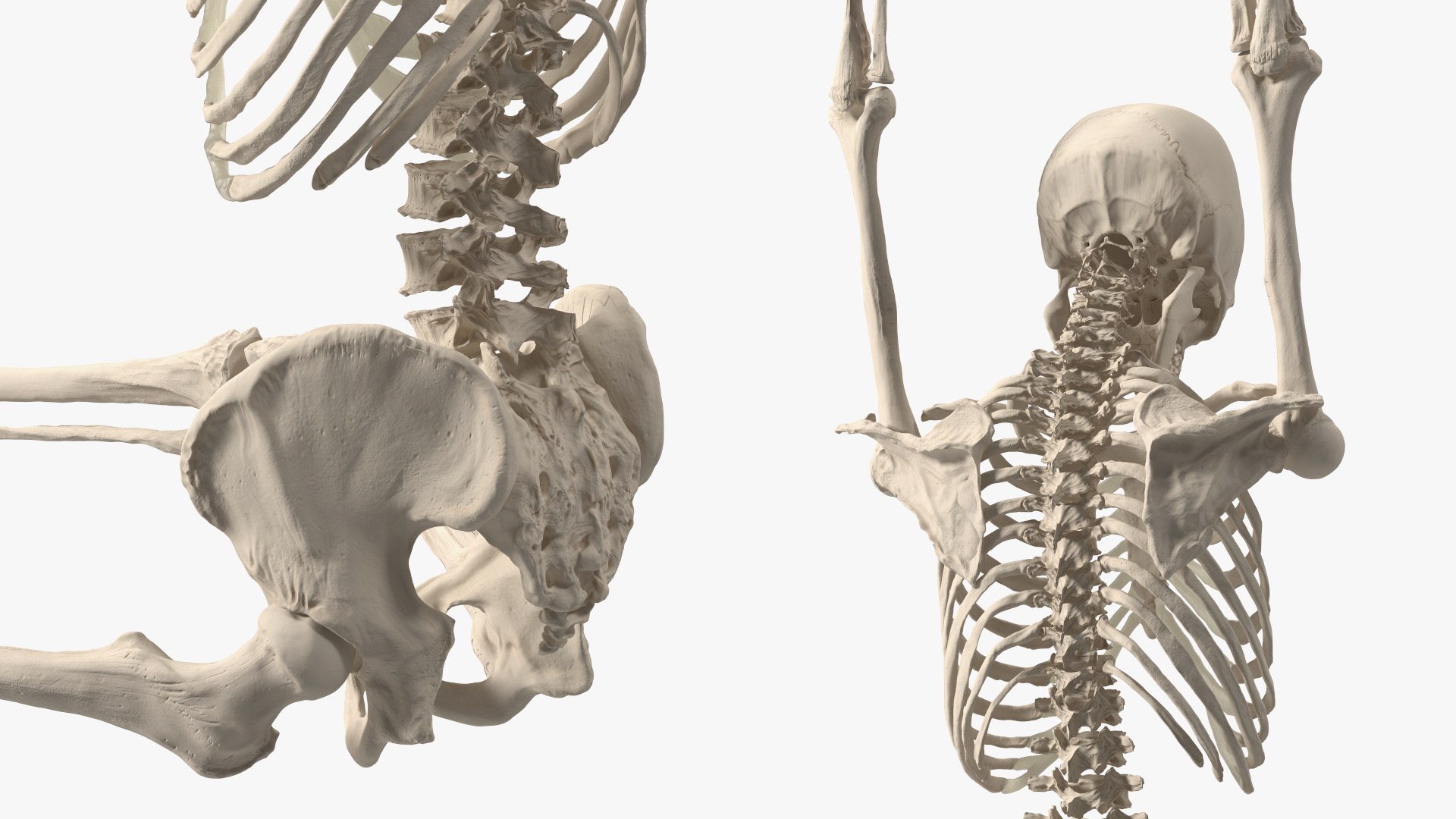 3D Human Male Skeleton Shackled - TurboSquid 2113266