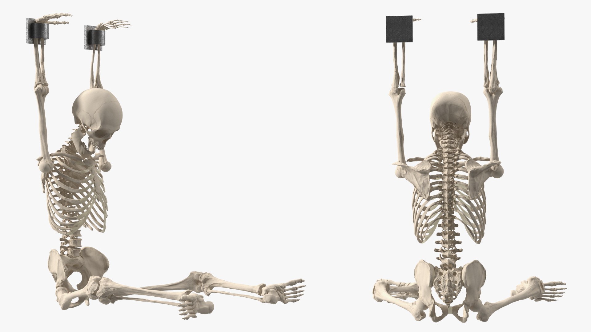3D Human Male Skeleton Shackled - TurboSquid 2113266