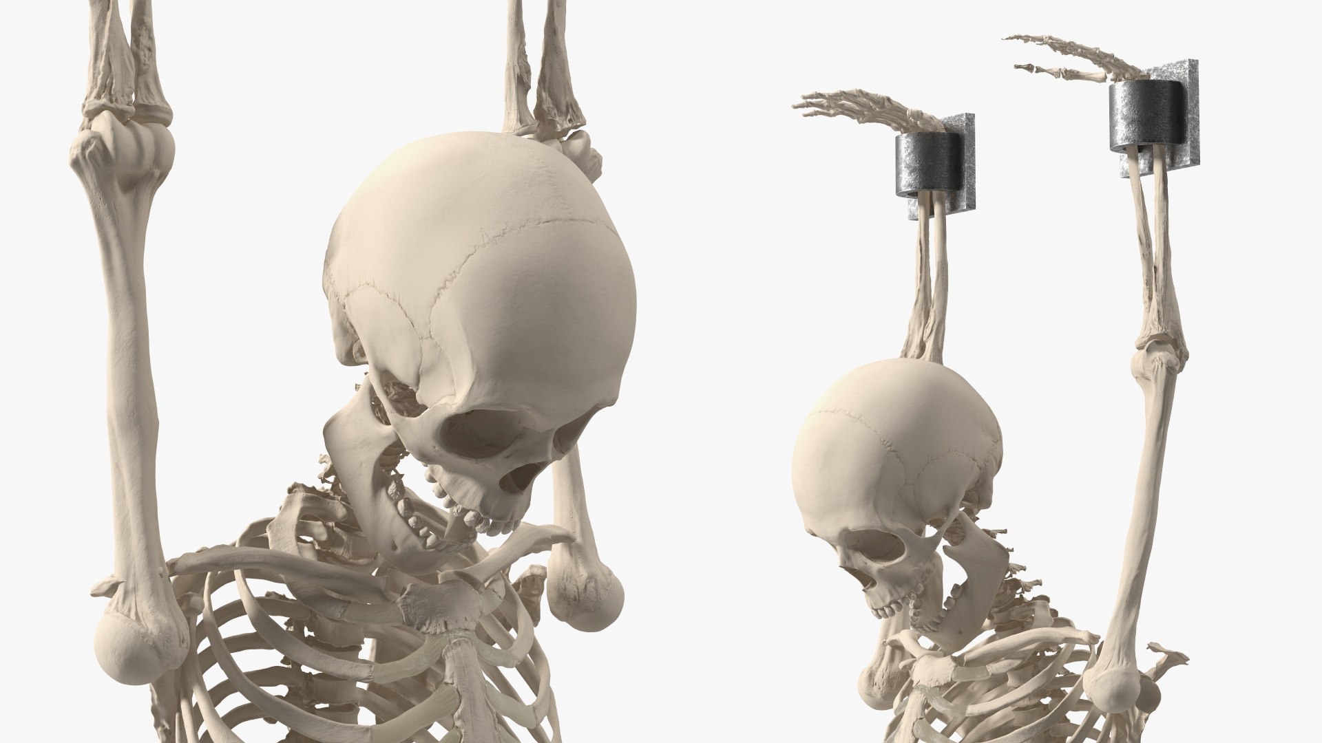 3D Human Male Skeleton Shackled - TurboSquid 2113266