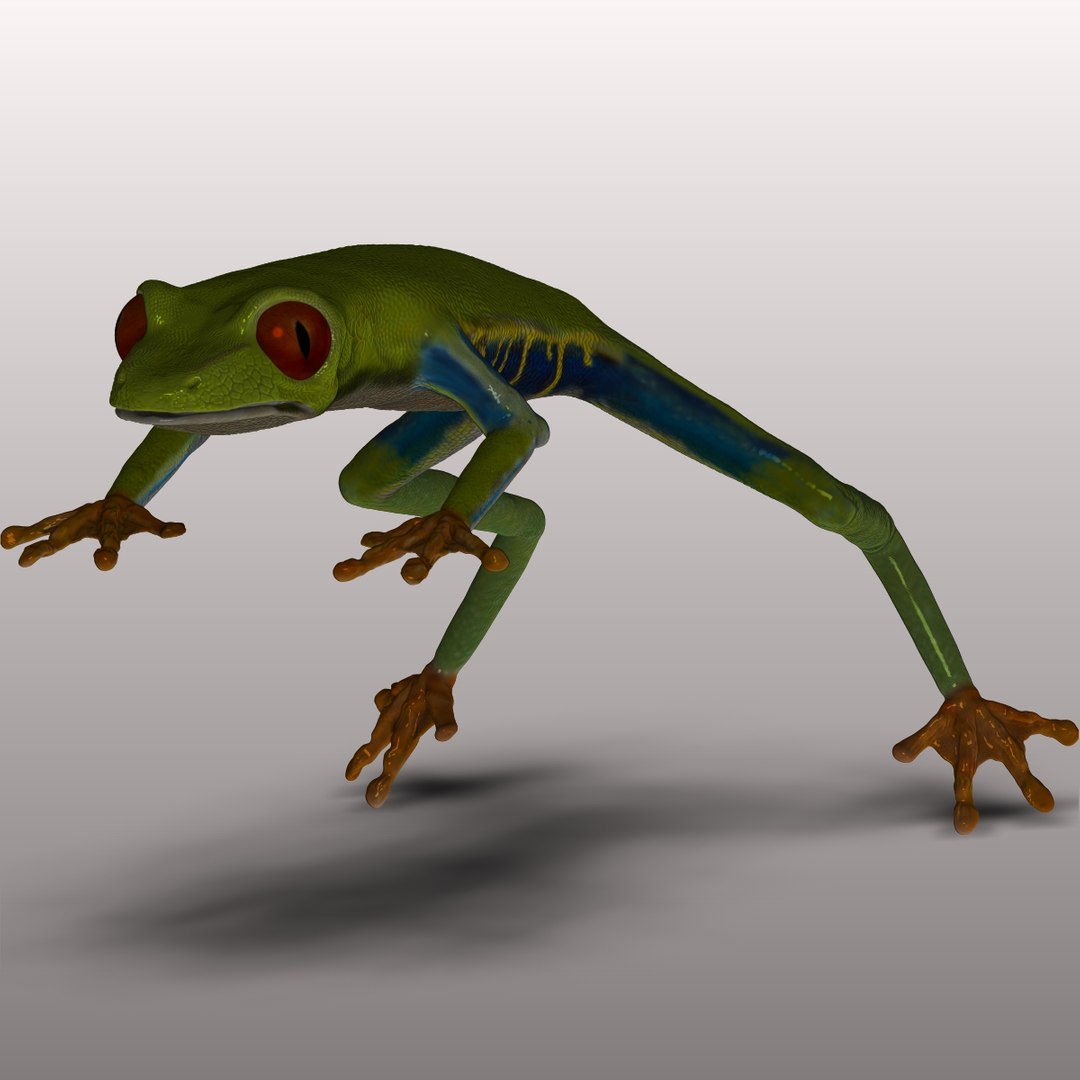 Realistic Green Tree Frog 3d Model