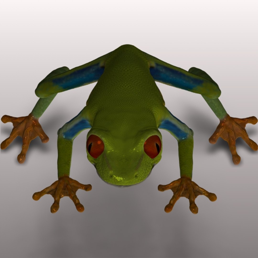 Realistic Green Tree Frog 3d Model