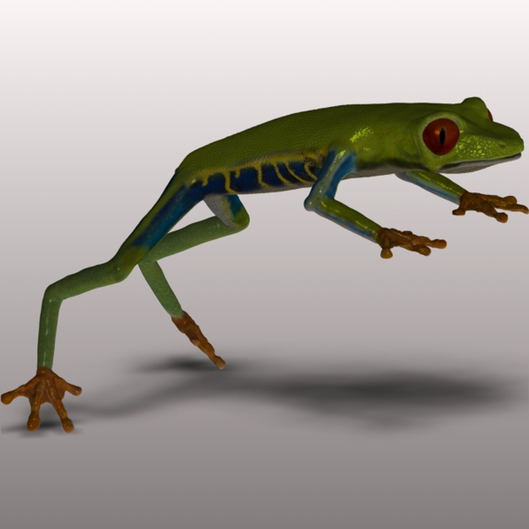 Realistic Green Tree Frog 3d Model