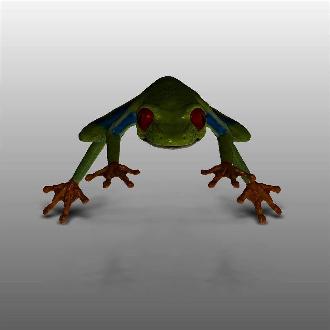 Realistic Green Tree Frog 3d Model