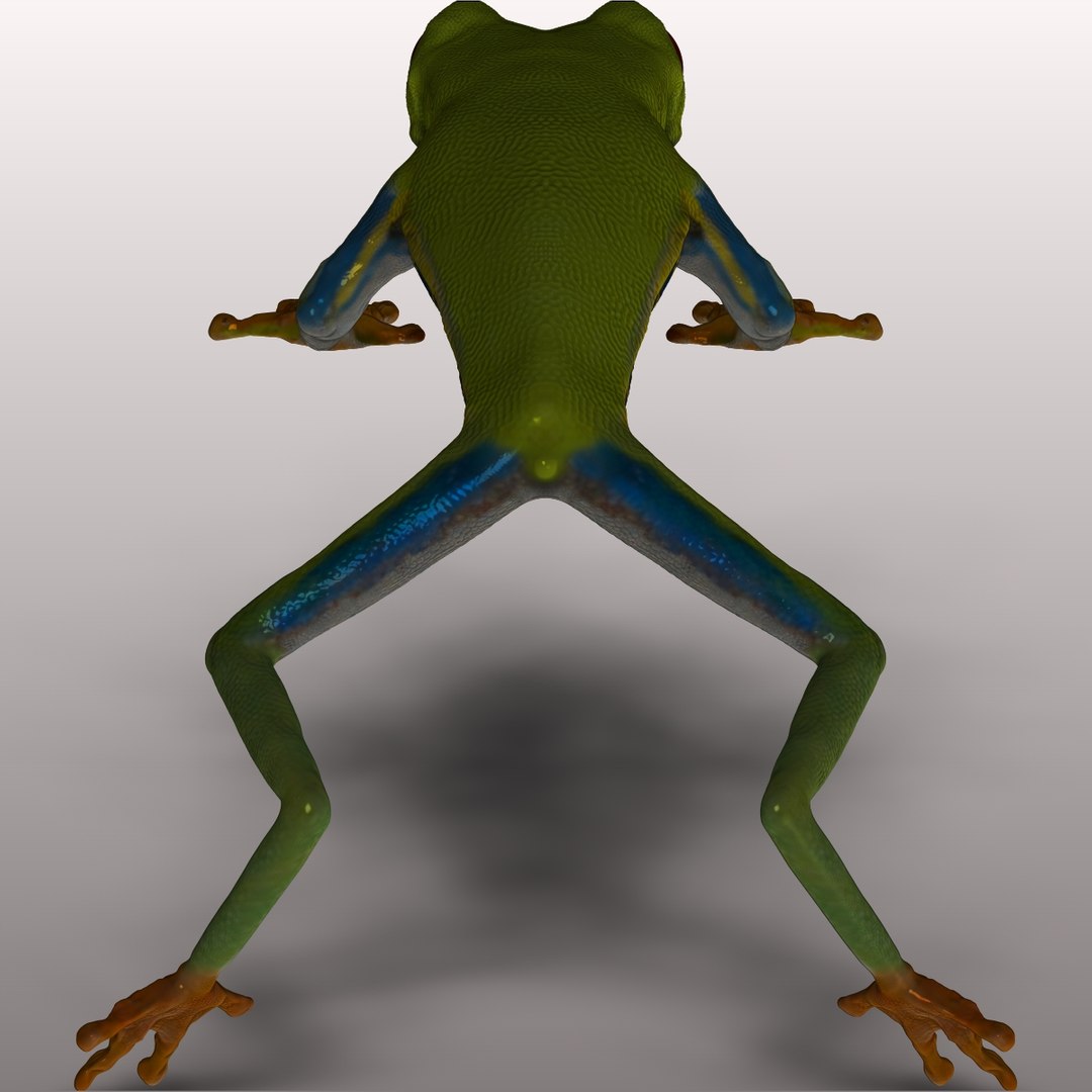 Realistic Green Tree Frog 3d Model