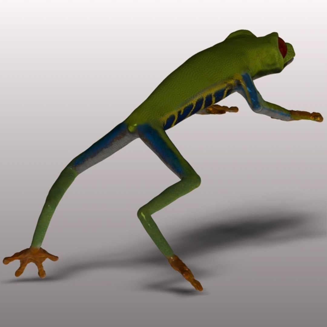 Realistic Green Tree Frog 3d Model