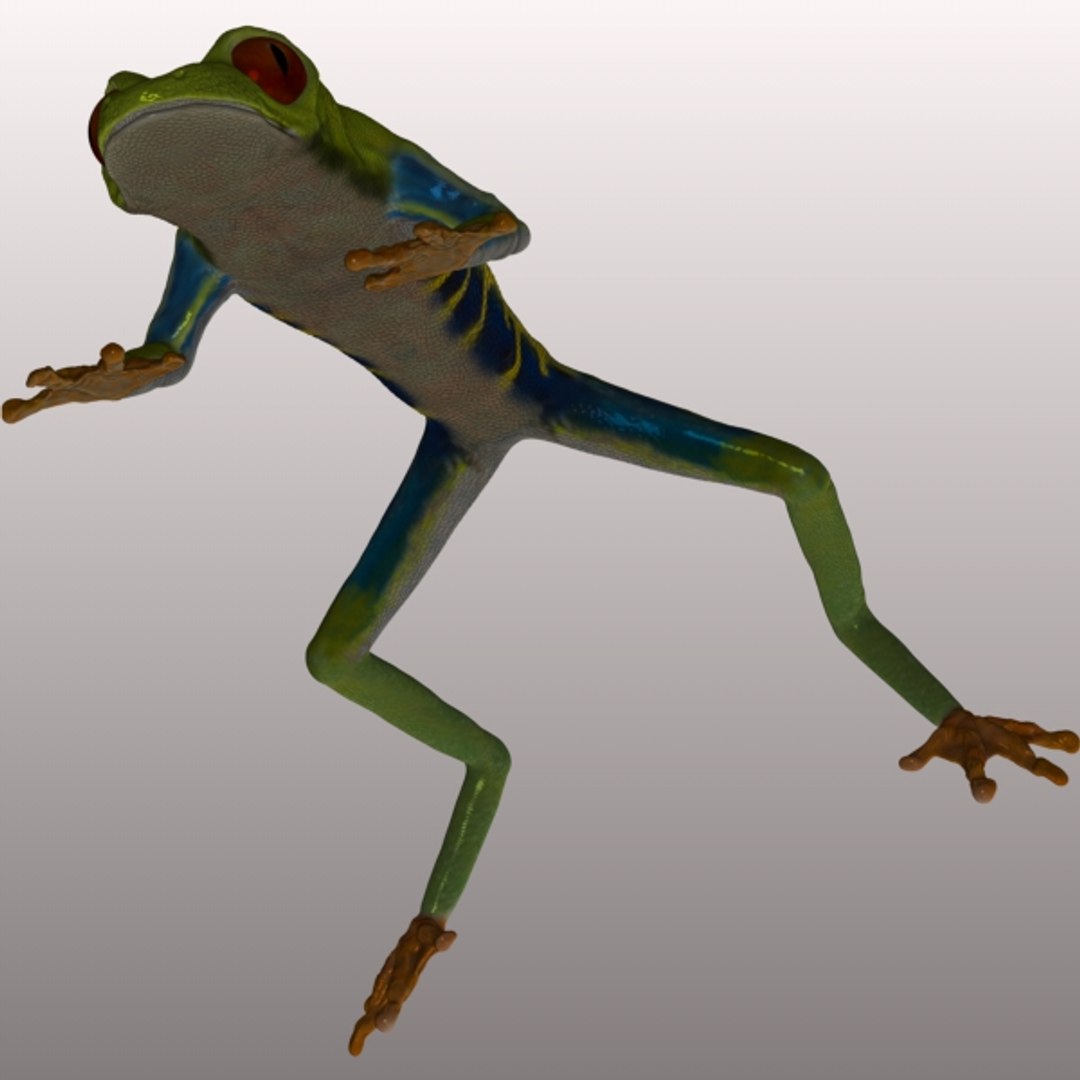 Realistic Green Tree Frog 3d Model