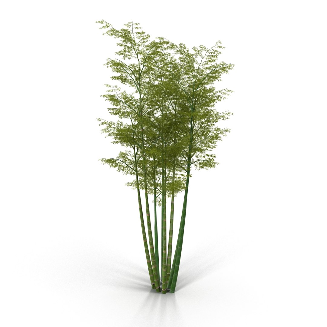 Bamboo Bush 3D Model - TurboSquid 1213191