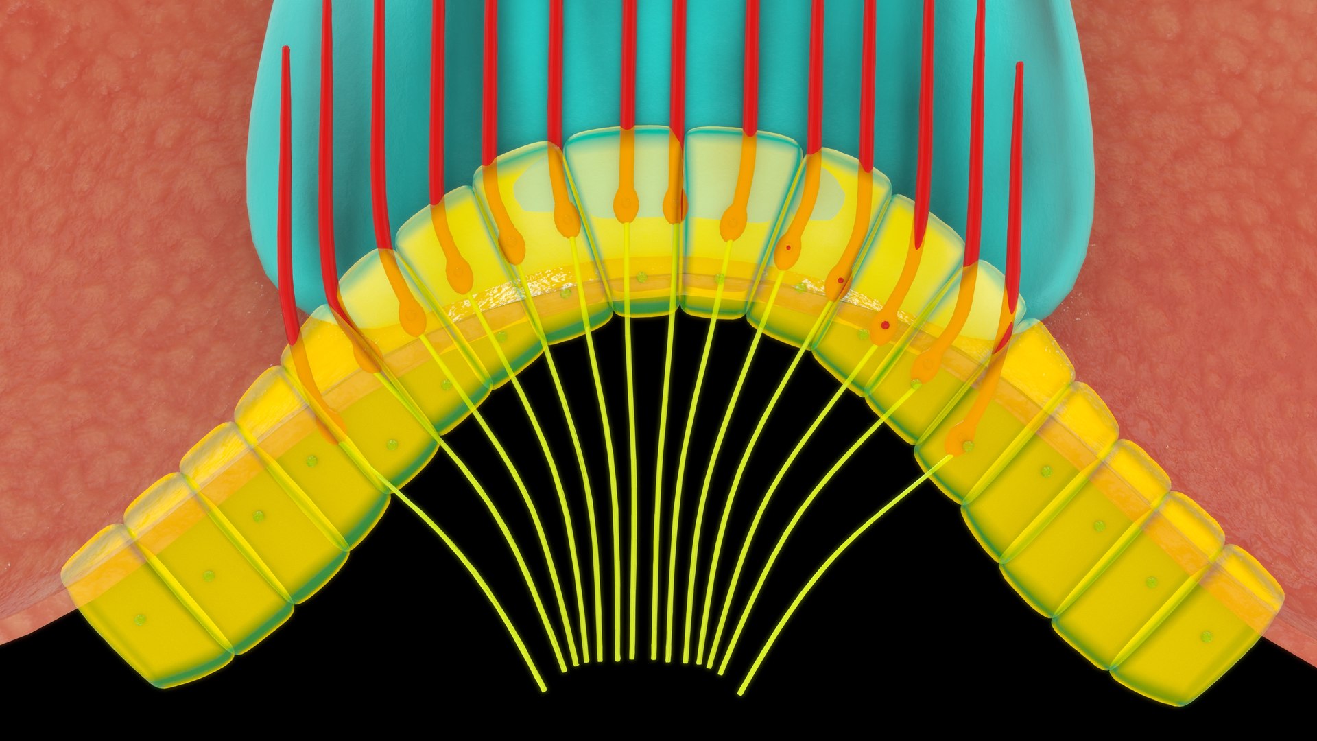 3D Crista Ampullaris Model - TurboSquid 2191615