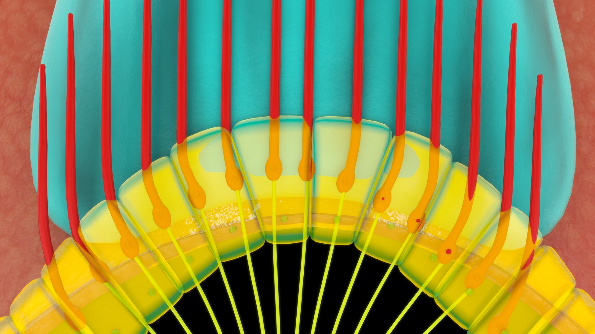 3D Crista Ampullaris Model - TurboSquid 2191615