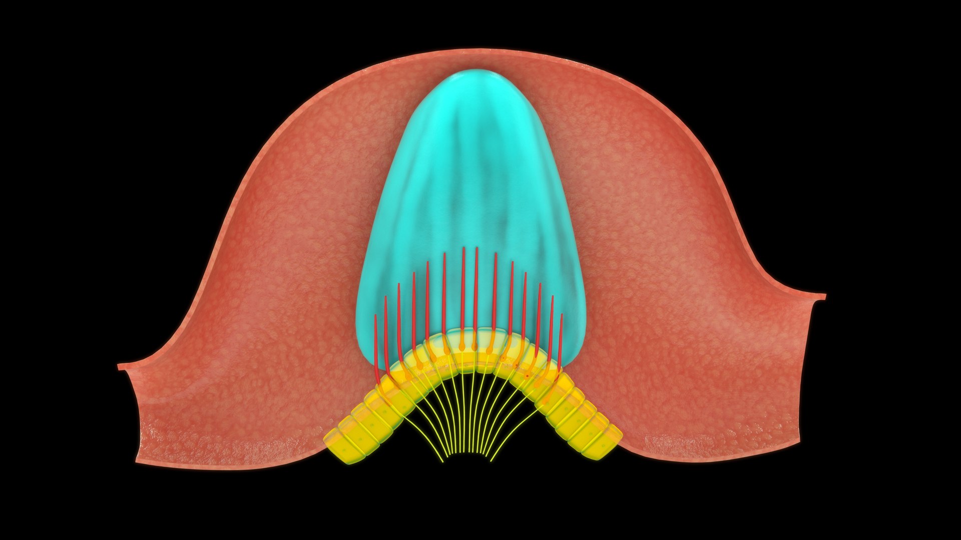 3D Crista Ampullaris Model - TurboSquid 2191615