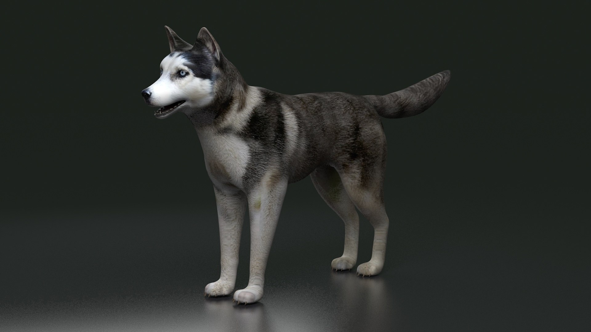 Husky dog terrier Pet Dog arctic Labrador 3D model - TurboSquid 2160640