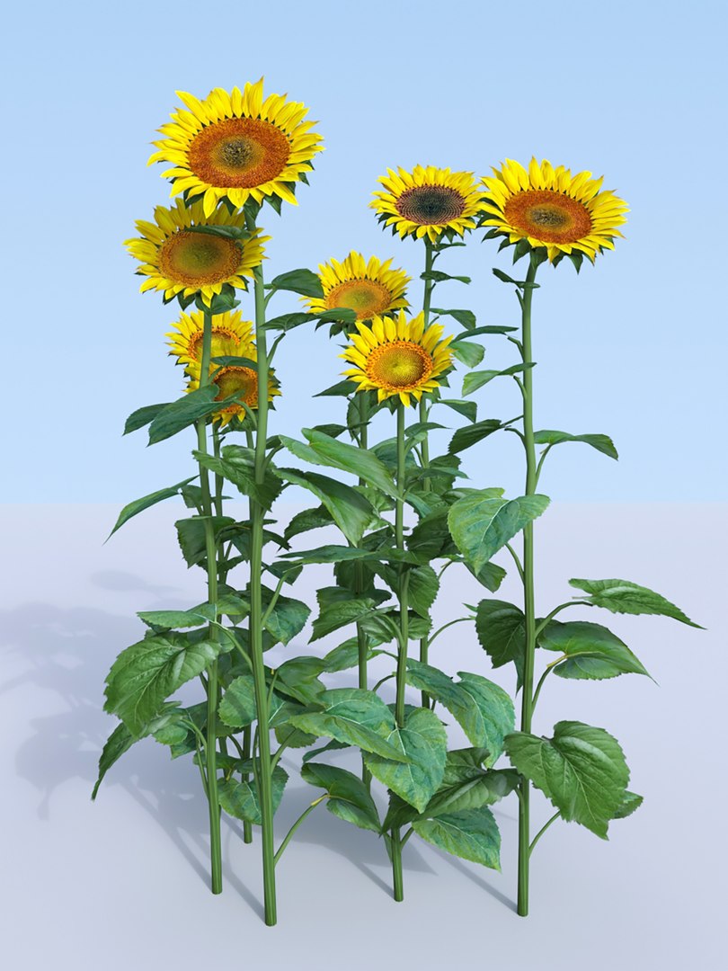 Sunflower 3D - TurboSquid 1807759