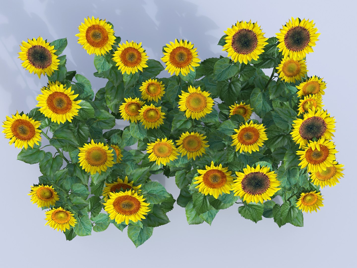 Sunflower 3D - TurboSquid 1807759