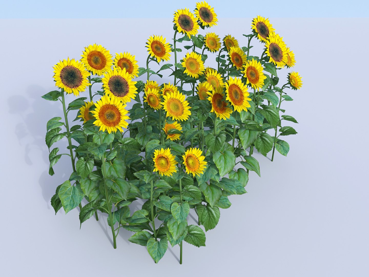 Sunflower 3D - TurboSquid 1807759