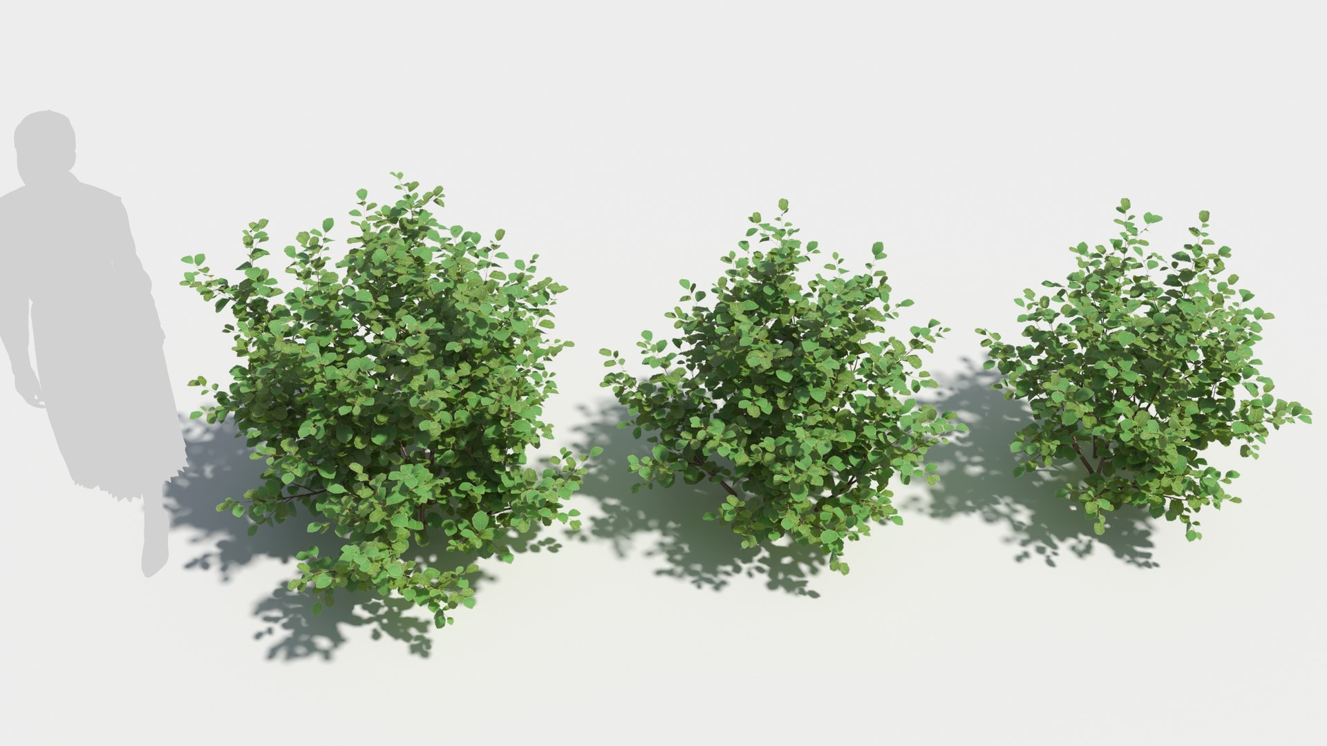 3D Model Betula Pumila Tree - TurboSquid 2057948