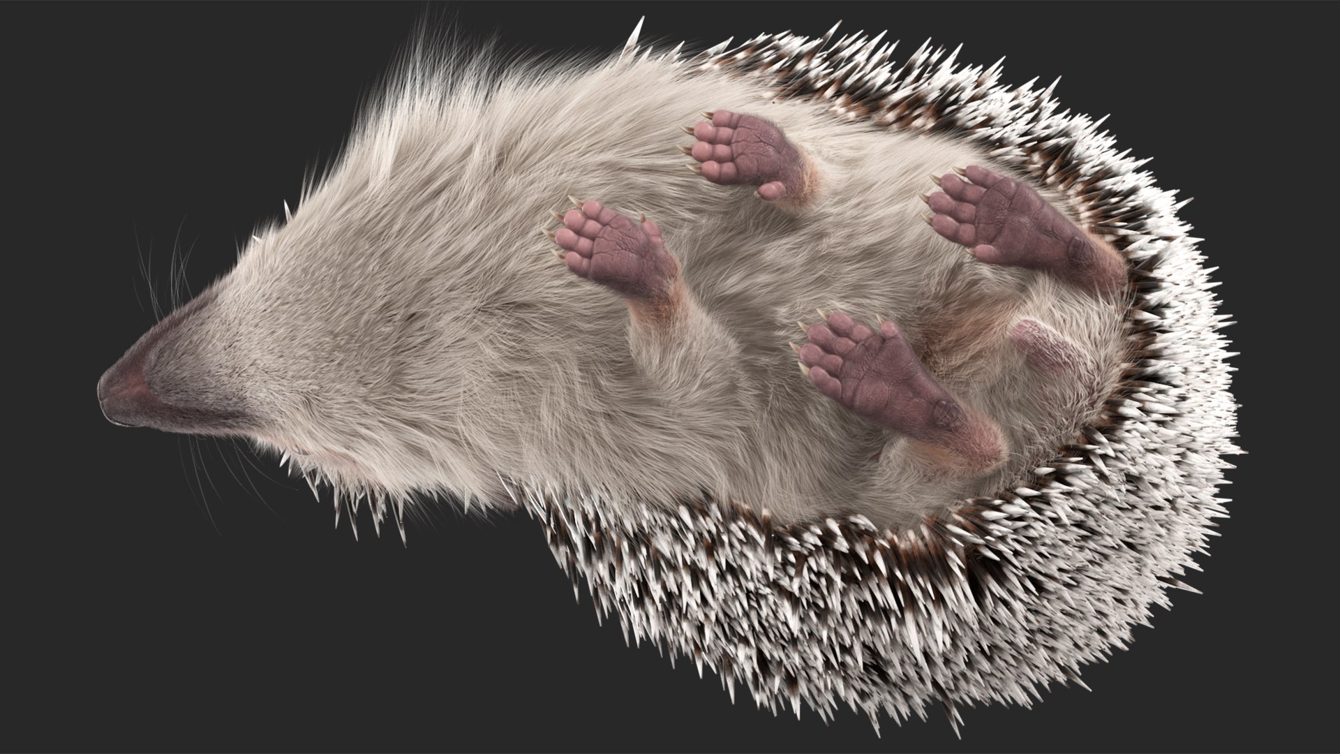 White Standing Hedgehog Fur 3D Model - TurboSquid 2086098