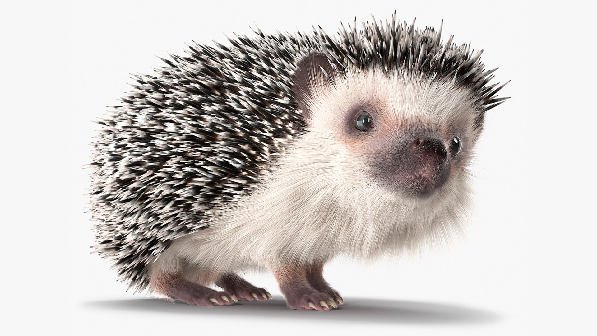White Standing Hedgehog Fur 3D model - TurboSquid 2086098