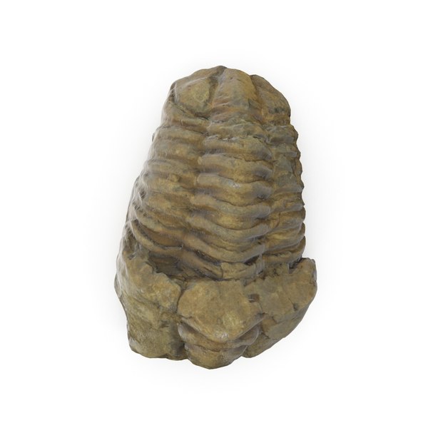 Trilobite 3D Models for Download | TurboSquid