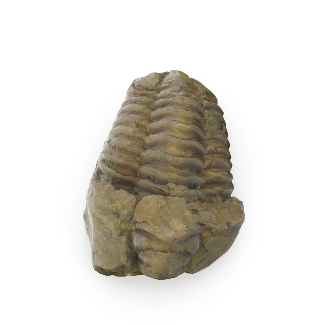 - Trilobite Version 3D Model - TurboSquid 1391571