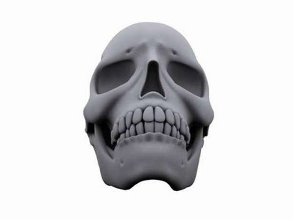 3d model skull