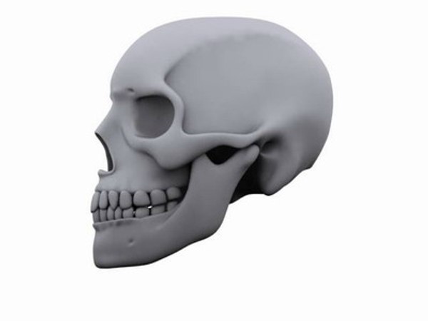 3d model skull