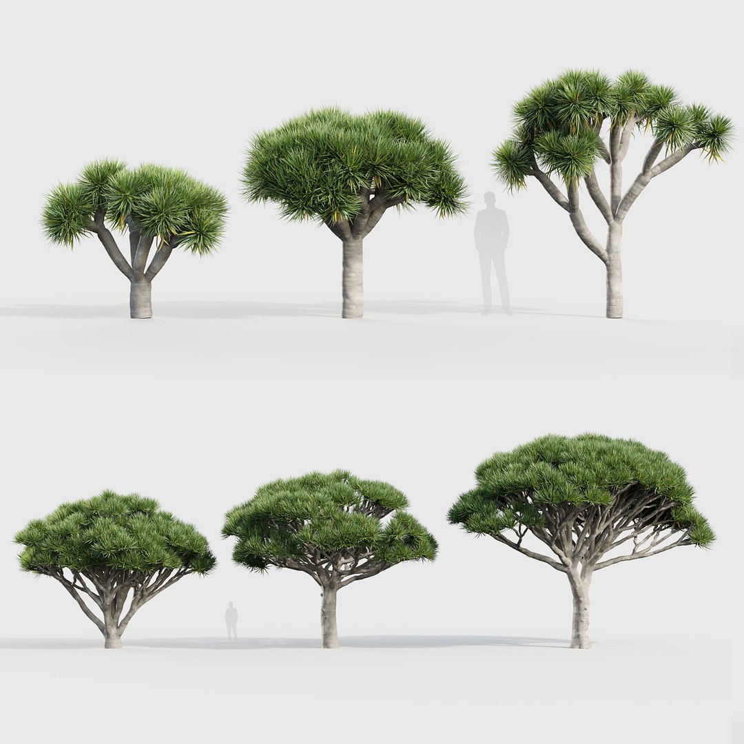 3D Model Dracaena Draco Dragon Tree - TurboSquid 2082646