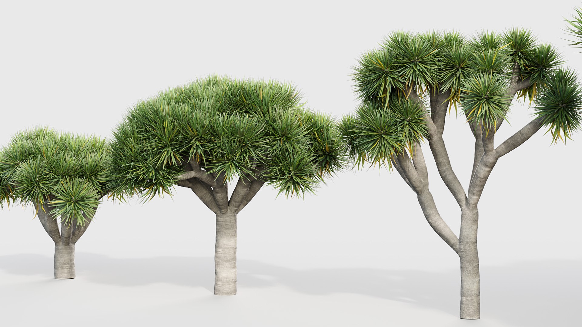 3D Model Dracaena Draco Dragon Tree - TurboSquid 2082646